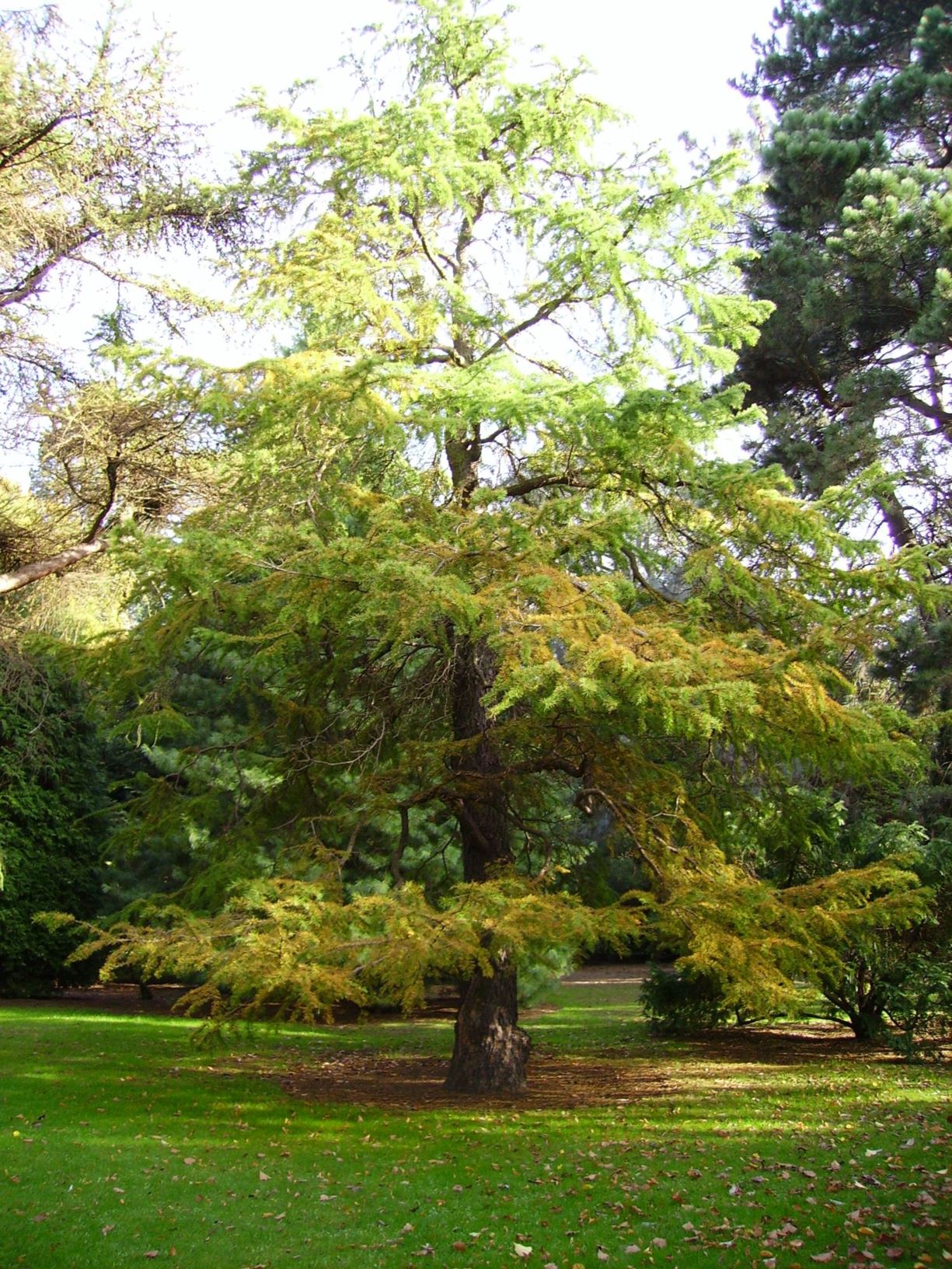 Pseudolarix amabilis - Chinese Golden Larch | Royal Botanic Garden ...