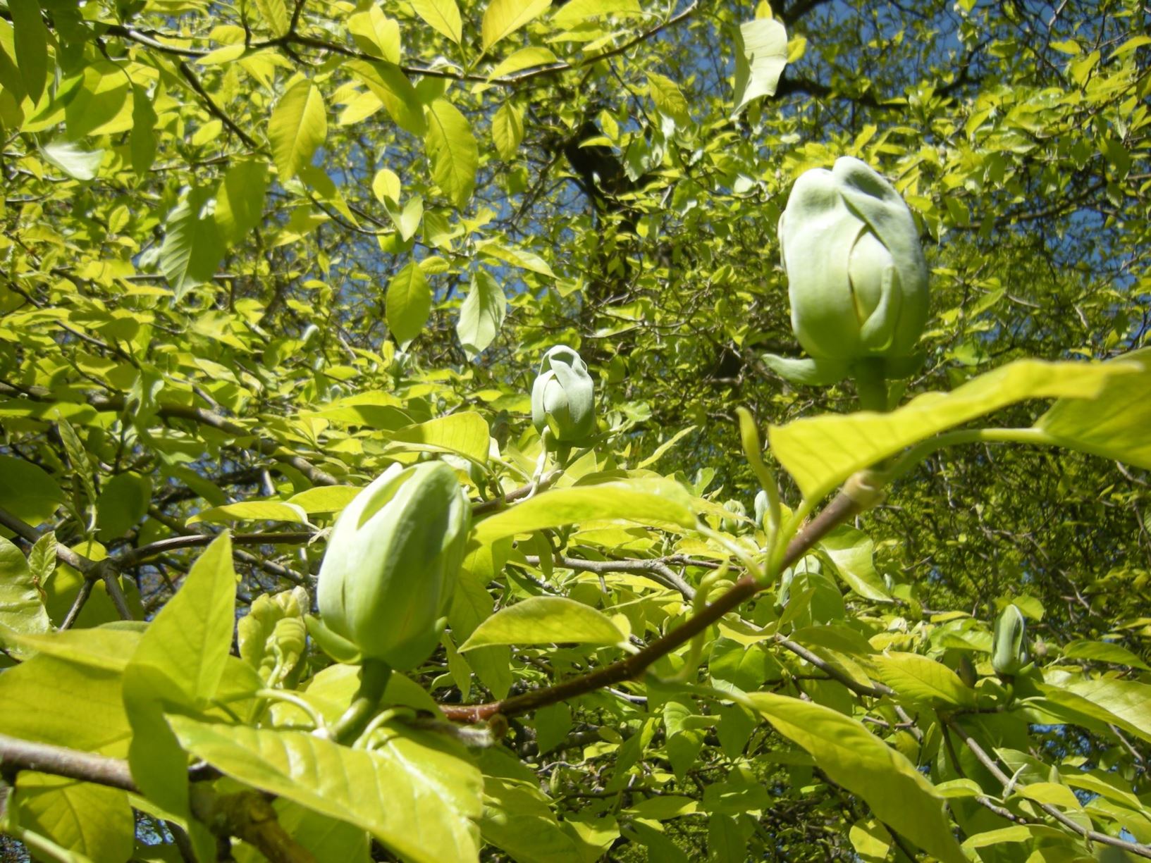 Magnolia acuminata - Blue Magnolia, Cucumber tree, Yellow Cucumber Tree ...