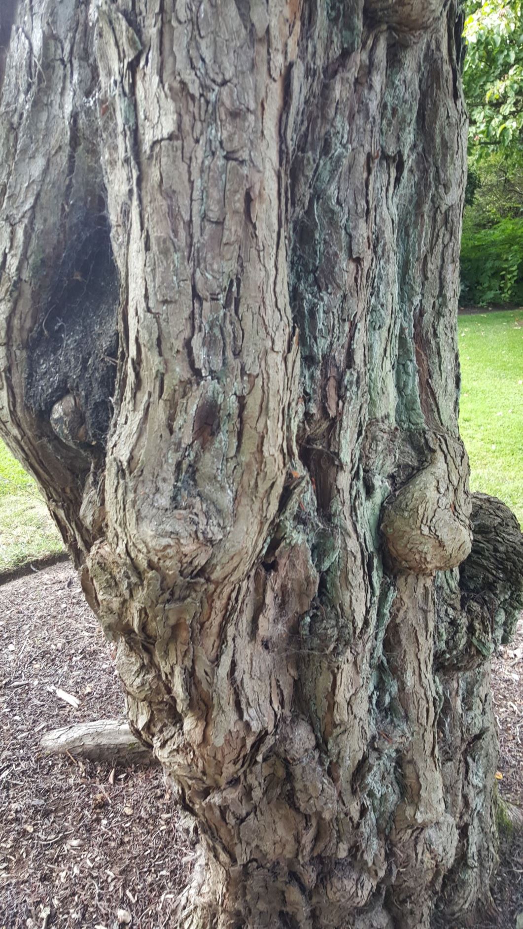 Crataegus × lavallei - Hybrid Cockspur Thorn | Royal Botanic Garden ...