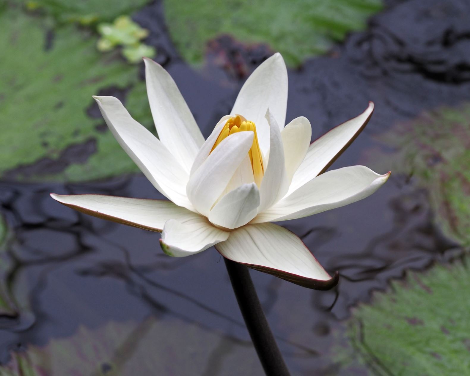 Nymphaea lotus var. thermalis | Royal Botanic Garden Edinburgh