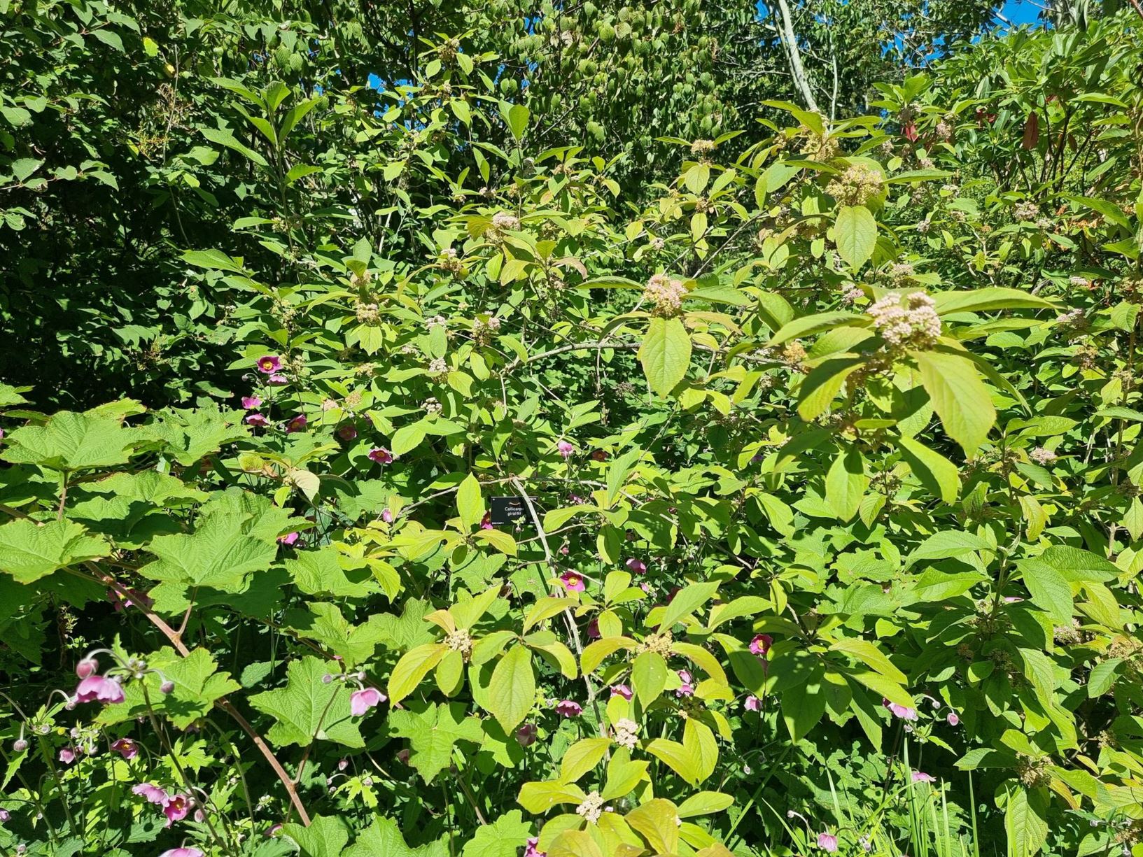 Callicarpa giraldii - lao ya hu | Royal Botanic Garden Edinburgh