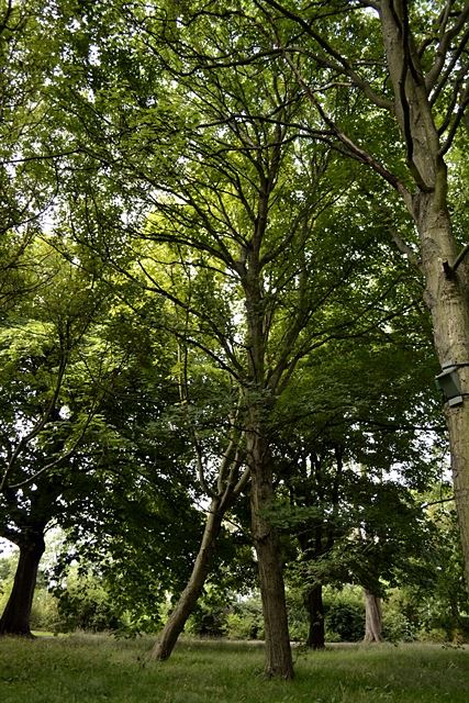 Acer campestre - Field maple, common maple, hedge maple, Craobh ...