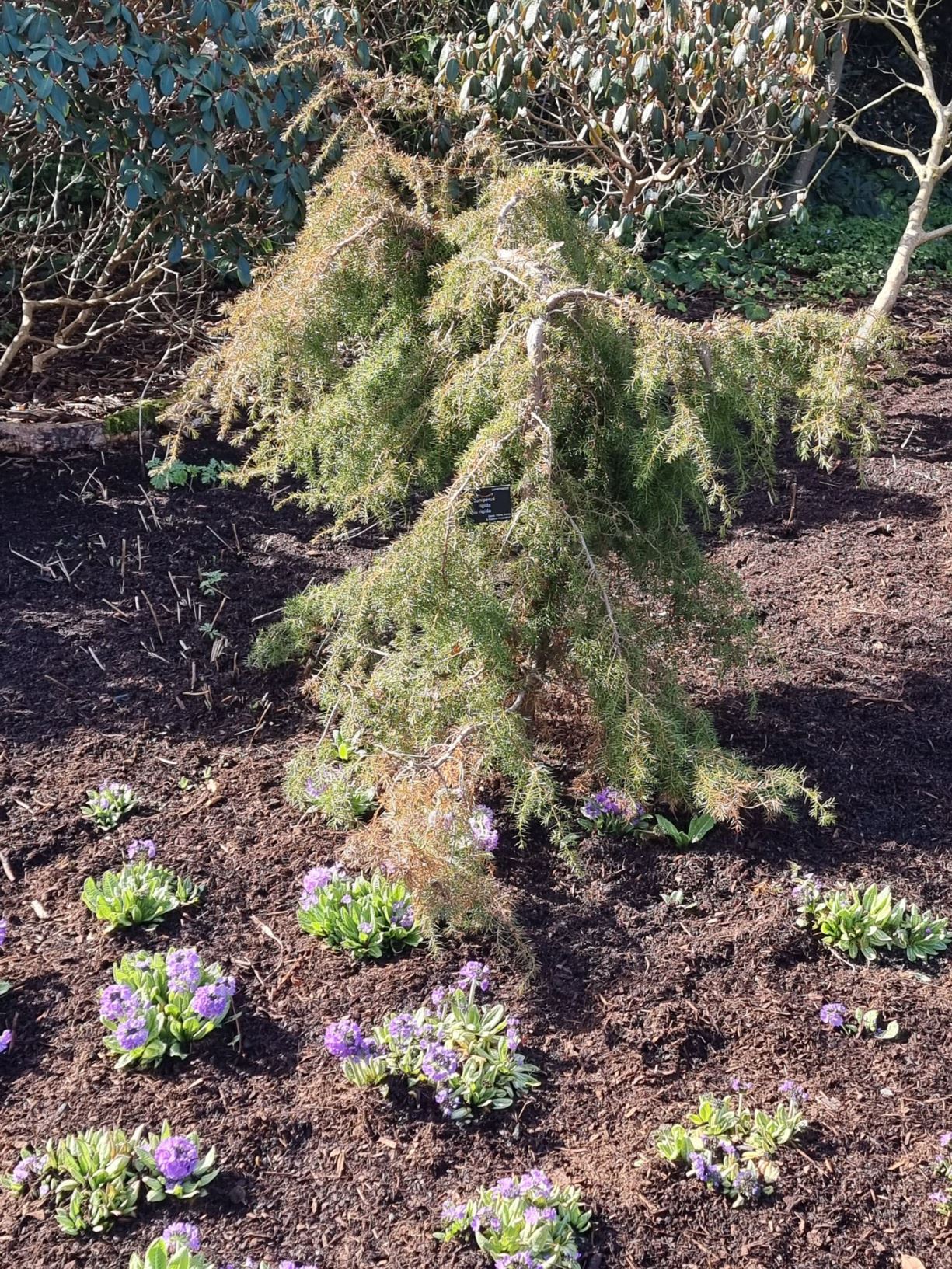 Juniperus rigida subsp. rigida | Royal Botanic Garden Edinburgh