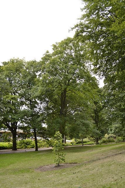 Acer heldreichii - Heldreich's maple, Balkan Maple, Greek Maple | Royal ...