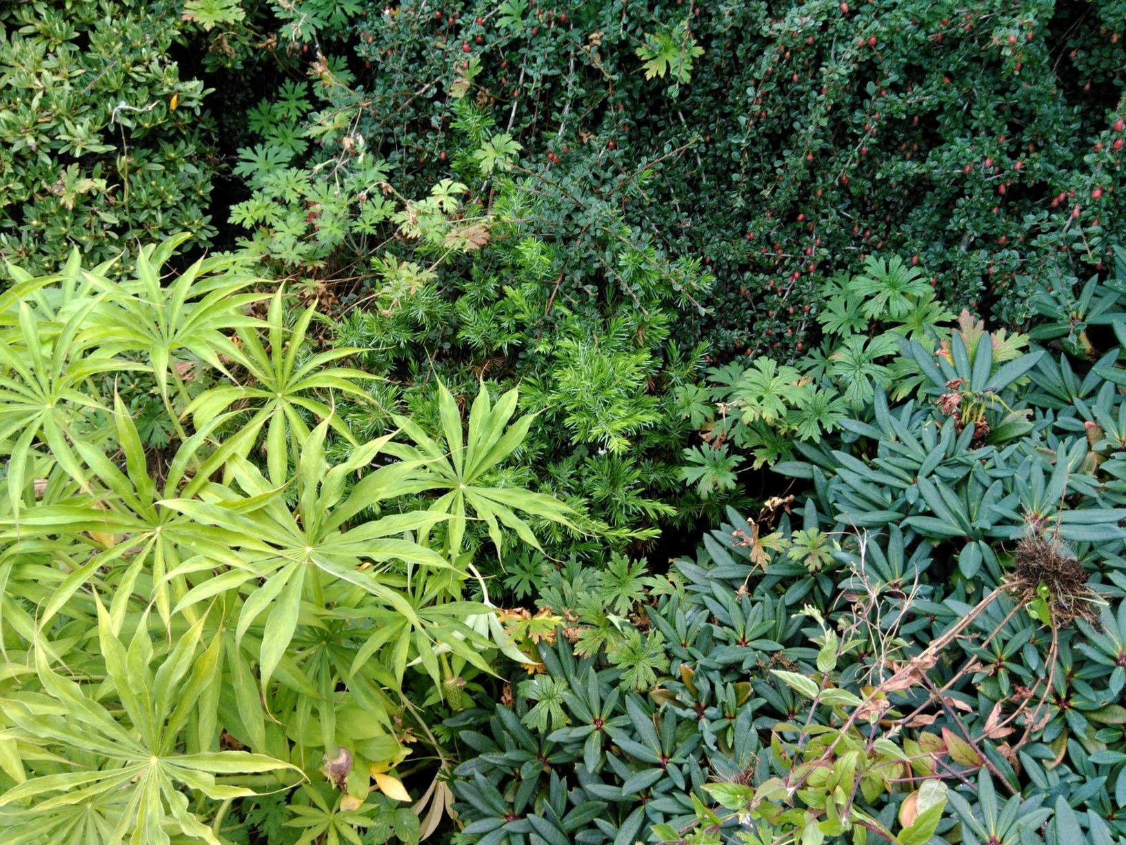 Juniperus rigida subsp. conferta - Shore Juniper | Royal Botanic Garden ...